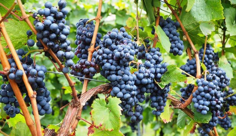 Alenquer celebra vinha e vinho | Portal Agronegócios.eu