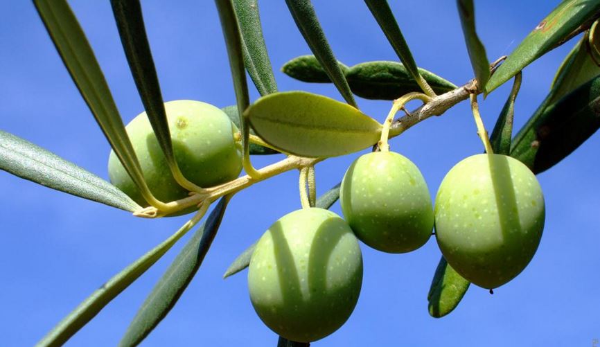 Menos de 1% da superfície mundial cultivada é olival | Portal ...