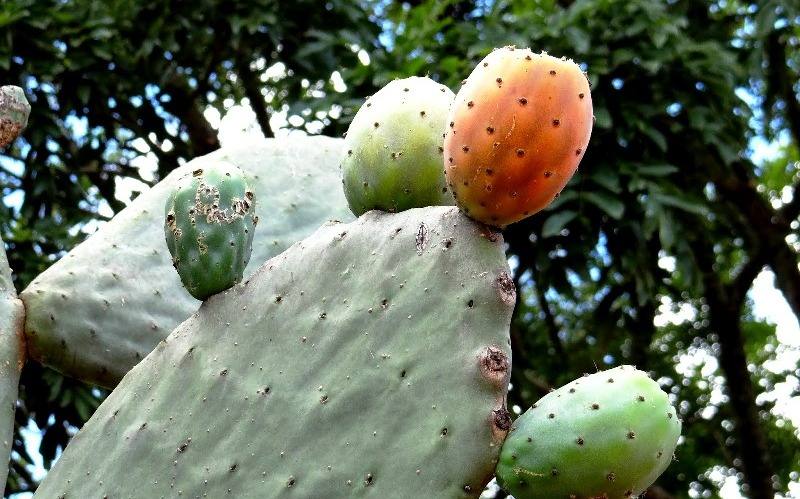 Figo-da-índia ganha terreno no país e exportação pode chegar em 2016 ...