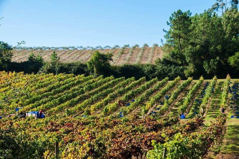 «A viticultura na Bairrada caminha para ser cada vez mais sustentável ...