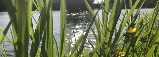 A PhytoClean e a proteção da saúde e ambiente | Portal Agronegócios.eu